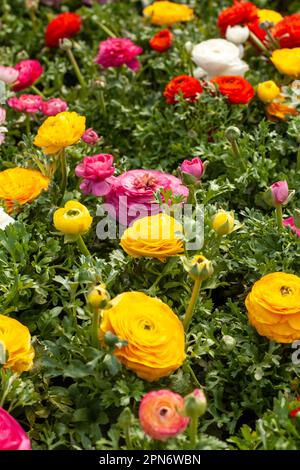 Colorful persian buttercup flowers (ranunculus) on wooden background ...