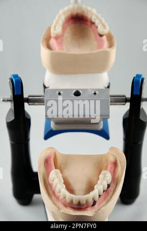 Detail photo of artificial jaw in doctor hands with toothbrush in ...