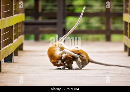 A pair of young long tailed macaques play fight on a mangrove boardwalk ...