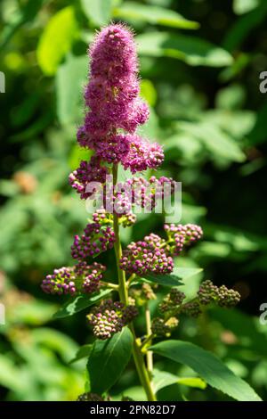 Pink flower spike of rose spirea, Spiraea douglasii, also known as ...
