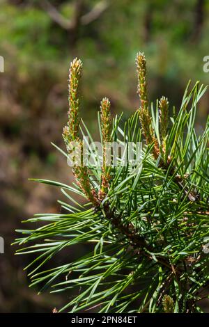 There are long buds on a pine branch. Buds appear on the pine tree in ...