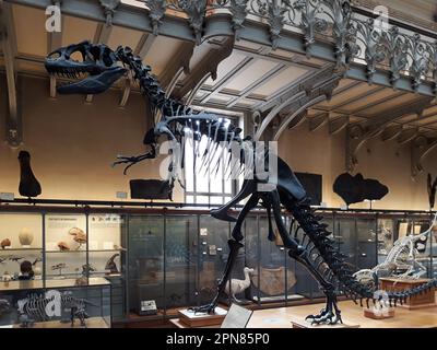 Tyrannosaurus rex dinosaur skeletorn, natural history museum, Paris ...