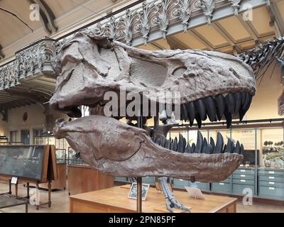 Tyrannosaurus rex dinosaur skeletorn, natural history museum, Paris ...