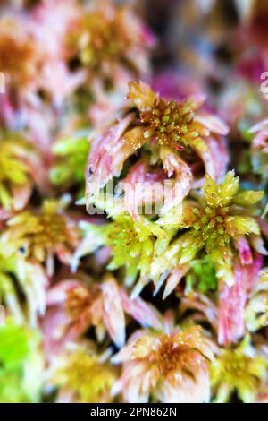 Interesting moss background. Spring time. Young green shoots of true ...