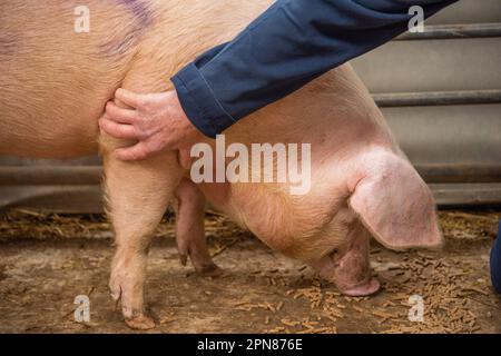Pedigree Wesh pig Stock Photo - Alamy