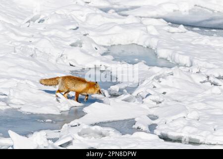 Ezo Red Fox (Vulpes vulpes schrencki) sitting in the snow on Hokkaido ...