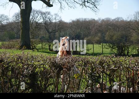 A Boer goat or Boerbok goat peering over a hedge Stock Photo - Alamy