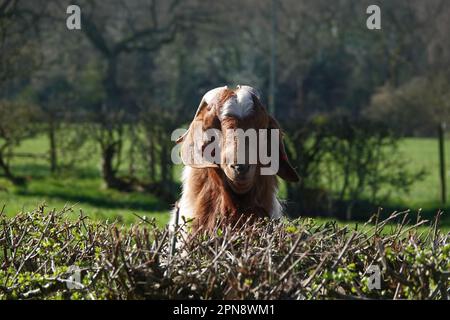 A Boer goat or Boerbok goat peering over a hedge Stock Photo - Alamy