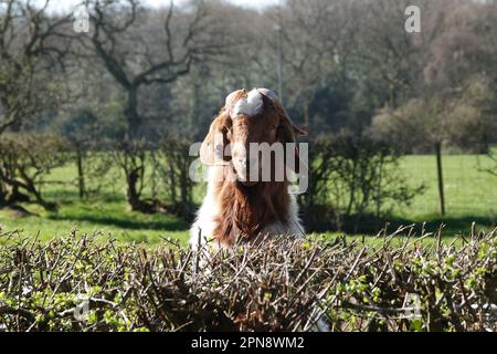 A Boer goat or Boerbok goat peering over a hedge Stock Photo - Alamy