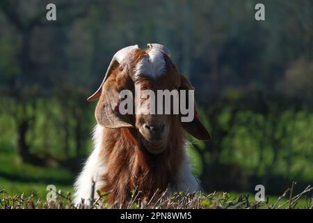 A Boer goat or Boerbok goat peering over a hedge Stock Photo - Alamy