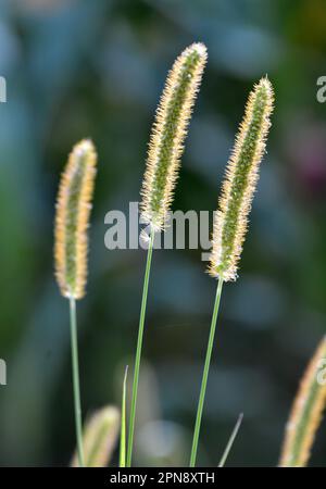 Setaria grows in the field in nature Stock Photo - Alamy