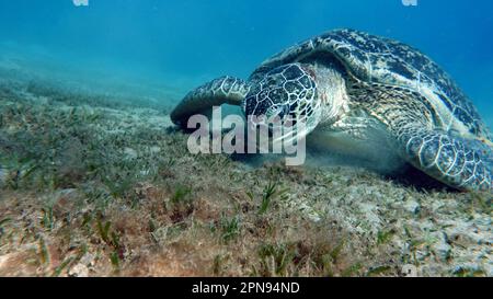 Big Green turtle on the reefs of the Red Sea. Green turtles are the ...