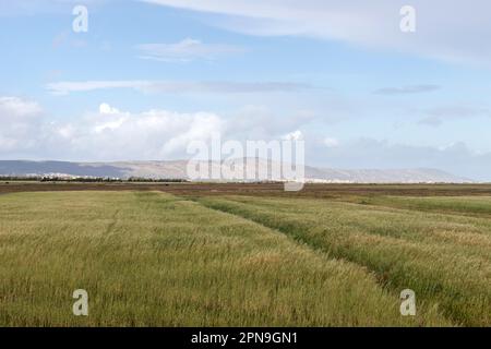 Common Cordgrass, a Plant in Wildlife at Kalâat el-Andalous, North of ...