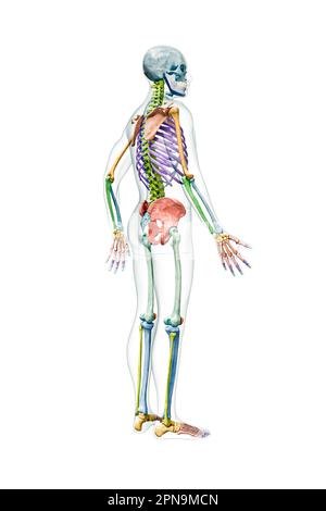 side view standing skeleton of human body Stock Photo - Alamy