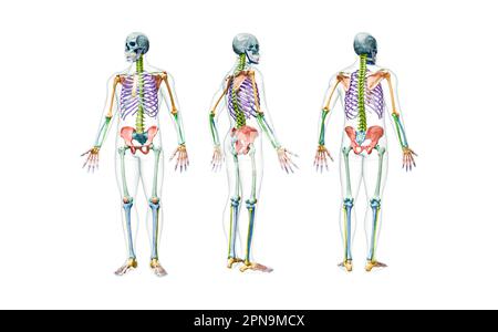 Labeled 3D medical illustration of male pelvis, hip, and leg bones, on ...
