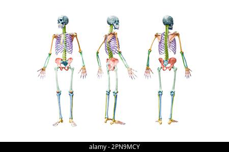 Front, back and profile views of full human male skeleton with body 3D ...