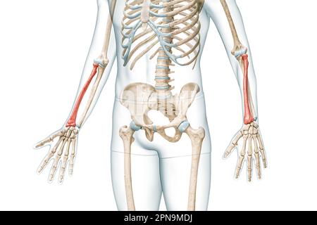 Illustration of the bones of forearm. This anterior view labelled ...