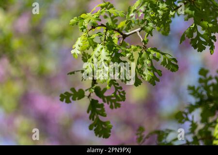 valley oak (Quercus lobata Stock Photo - Alamy