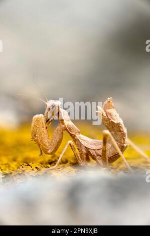 European Dwarf Mantis, female, Kleine Fangschrecke, Weibchen, Ameles ...
