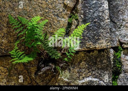 elect. ferns pinnate vascular plants with circinate prefoliation ...