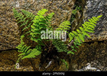 elect. ferns pinnate vascular plants with circinate prefoliation ...
