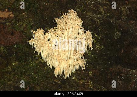 Coral tooth fungus (Hericium novae-hollandiae Stock Photo - Alamy