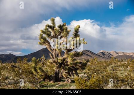 Joshua Trees in bloom at Beaver Dam National Conservation Area ...