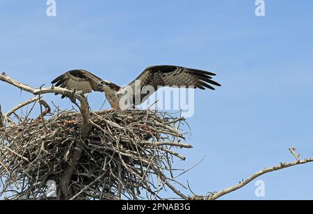 Osprey with outspread wings - Tennessee Stock Photo - Alamy
