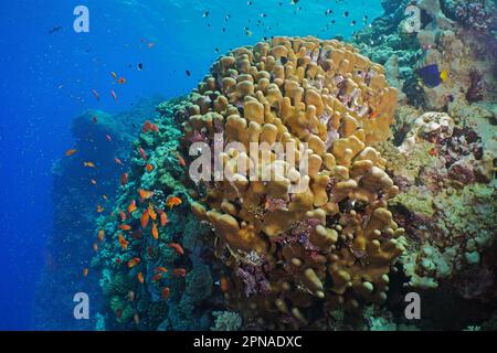 Solid pore coral (Porites solida), Dive site House Reef, Mangrove Bay ...