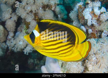 Diagonal butterflyfish (Chaetodon fasciatus), House reef dive site ...