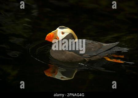 Lunda cirrhata, Yellow-crested Puffin (Fratercula cirrhata), Schopflund ...