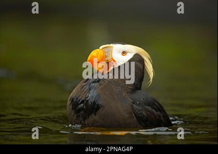 Lunda cirrhata, Yellow-crested Puffin (Fratercula cirrhata), Schopflund ...
