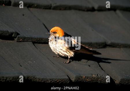 Cecropis abyssinica, Maid Swallow, Maid Swallows, Lesser Striped ...