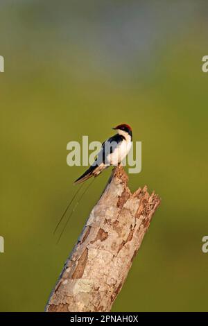 Red-capped Swallow, Red-capped Swallows, Songbirds, Animals, Birds ...