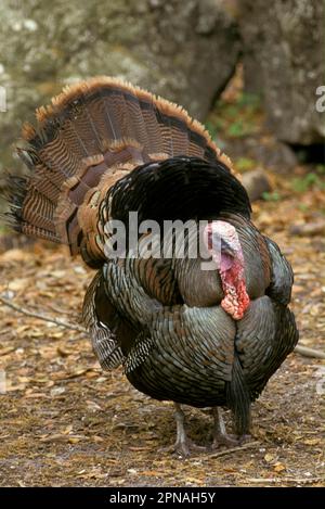 Wild American Bronze Turkey Breed in the Greens Stock Photo - Alamy