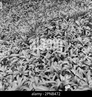 Wild Garlic, Medstead, Hampshire, England, United Kingdom Stock Photo ...