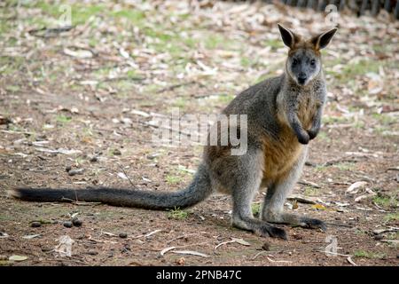 The swamp wallaby has long, coarse fur that is grey and brown in color ...