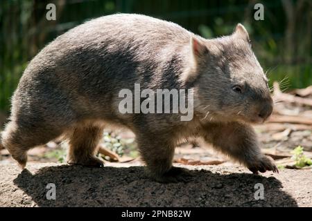the wombat is a brown and gray marsupial which burrows underground ...