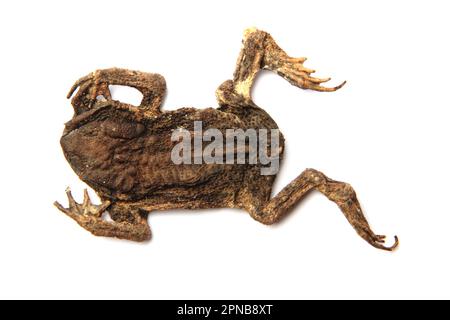 dead frog isolated on the whit background Stock Photo - Alamy