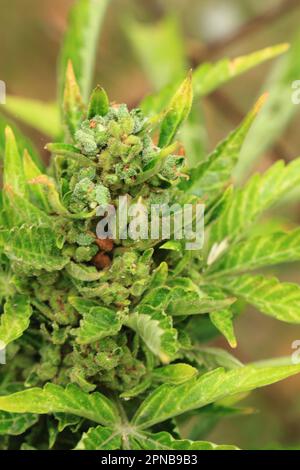 green marijuana plant as very nice medical background Stock Photo - Alamy
