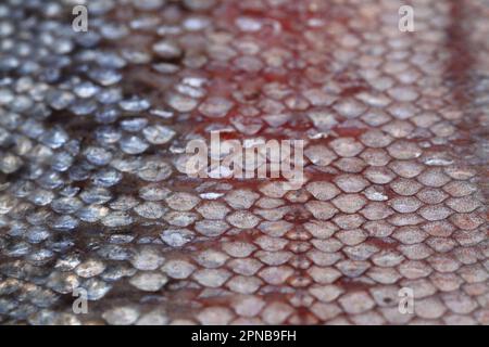 salmon skin texture as very nice natural background Stock Photo - Alamy