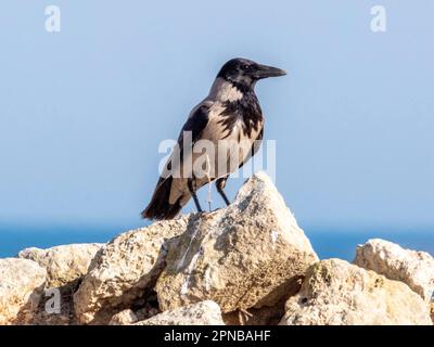 Hooded Crow, Corvus corone, Paphos, Cyprus Stock Photo - Alamy