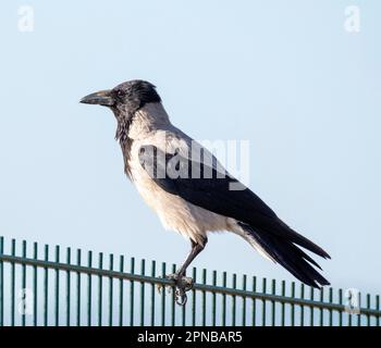 Hooded Crow, Corvus corone, Paphos, Cyprus Stock Photo - Alamy