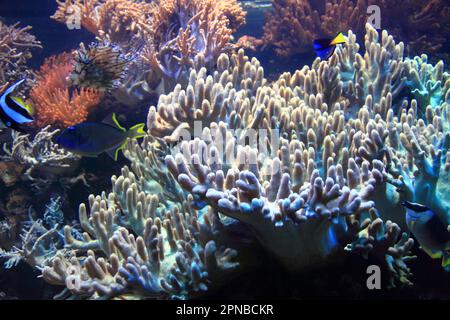 coral sea as very nice natural background Stock Photo - Alamy