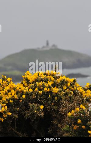 Yellow thorn bushes Ballycotton lighthouse Ireland county Cork Stock ...
