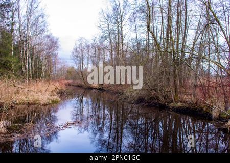 Swamp, marsh at Bad Wurzach, Wurzacher Ried in Germany is one of the ...