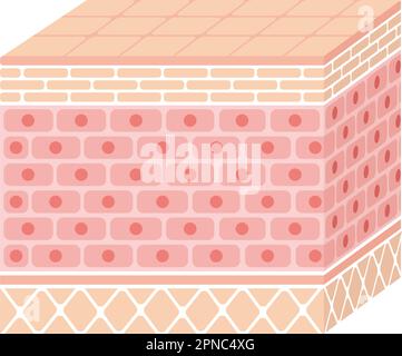 Skin structure and anatomy. Layers Of Human Skin with hair follicle ...