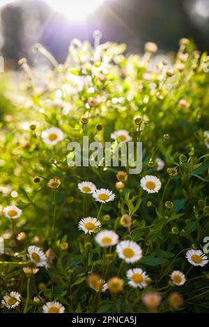 Sign of typical italian cafe restaurant pizzeria Stock Photo - Alamy