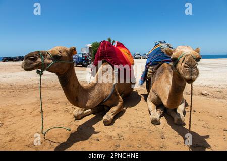 Tangier, Morocco - 2022: camel ride for tourists in the beach Stock ...