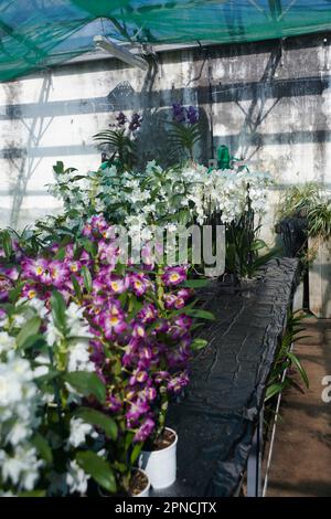 A large selection of Orchids in full bloom, growing in a commercial ...